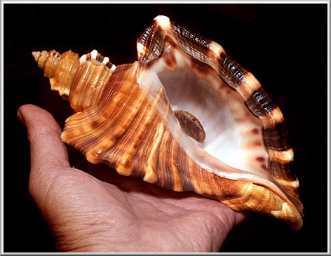 Cymatium (Cymatium) raderi D'Attilio & Myers, 1984 Brasil